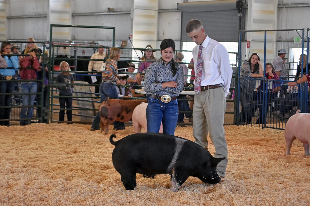 Some pig: How judges choose the top hogs of Routt County Fair swine ...